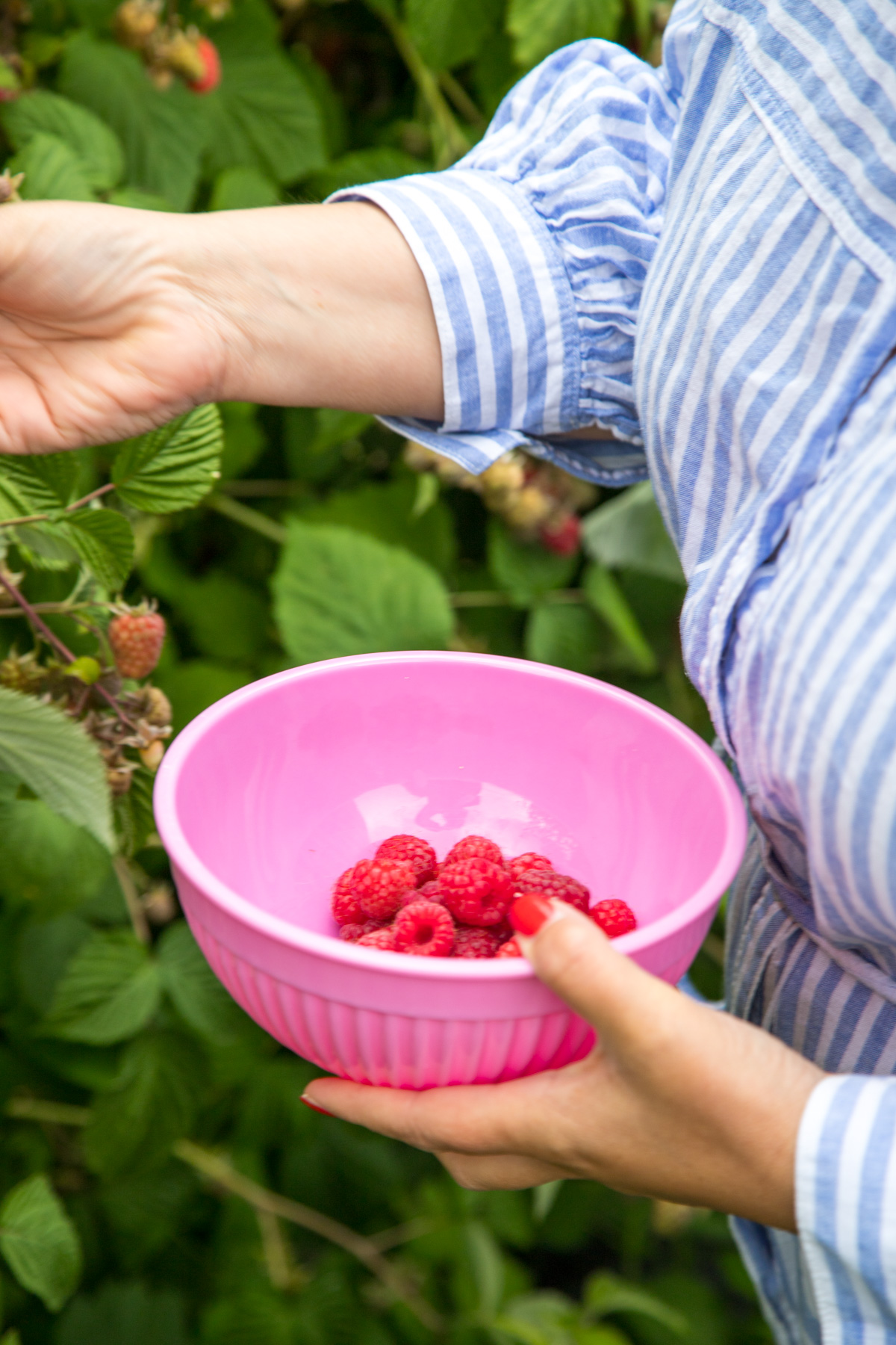 Himbeeren Selber Pflucken Nrw