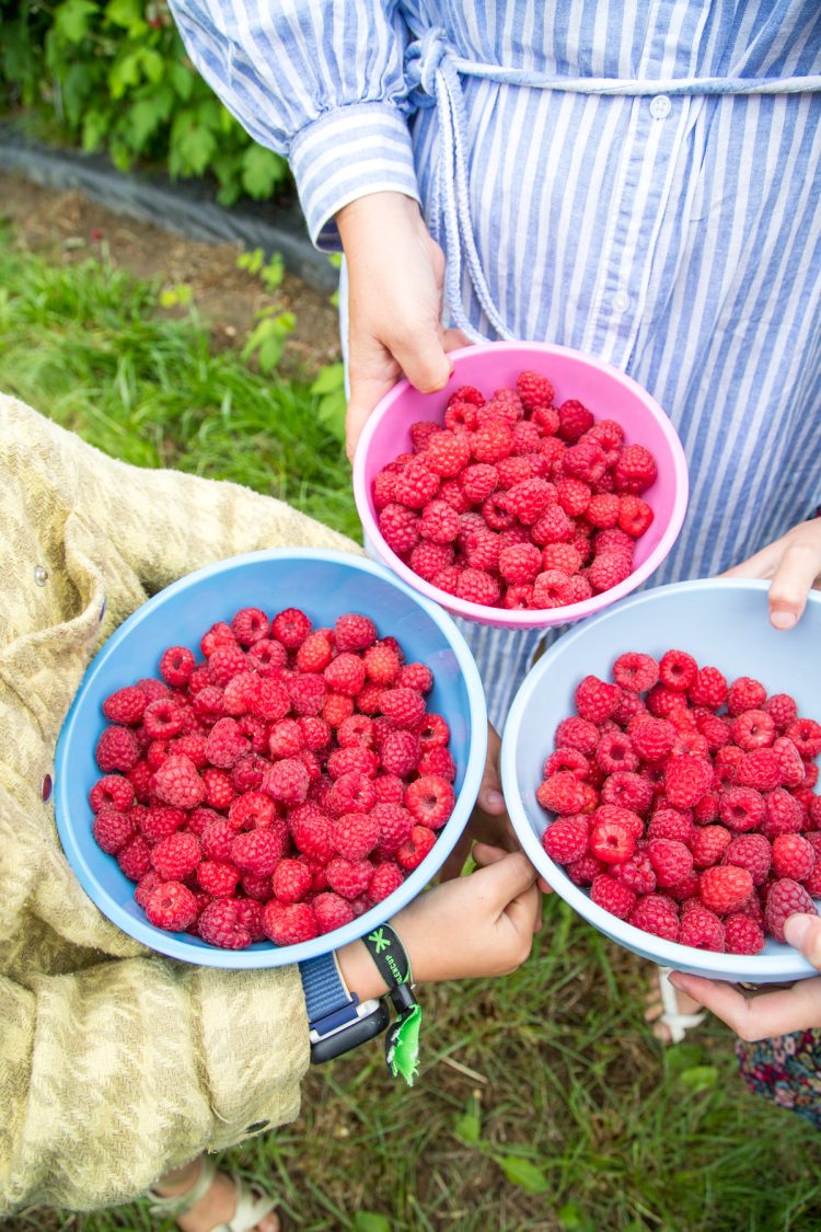 Himbeeren Selber Pflucken Nrw
